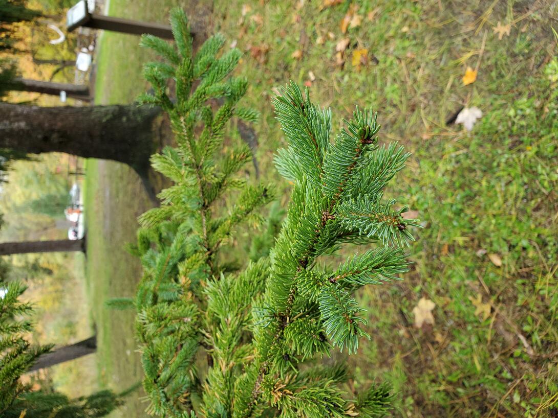 White Spruce | CMP Tree Selection Tool